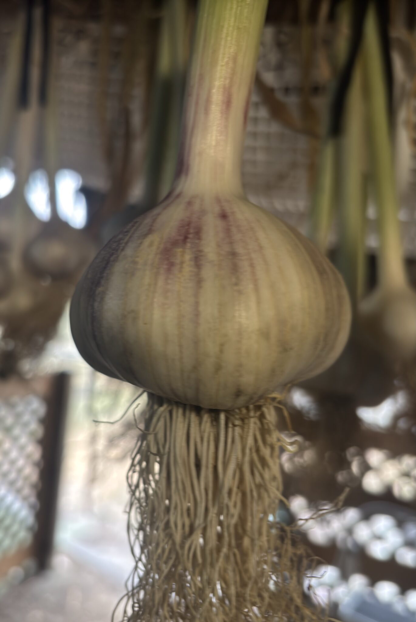 Spanish Rojo Garlic Seed – Seed Garlic NZ